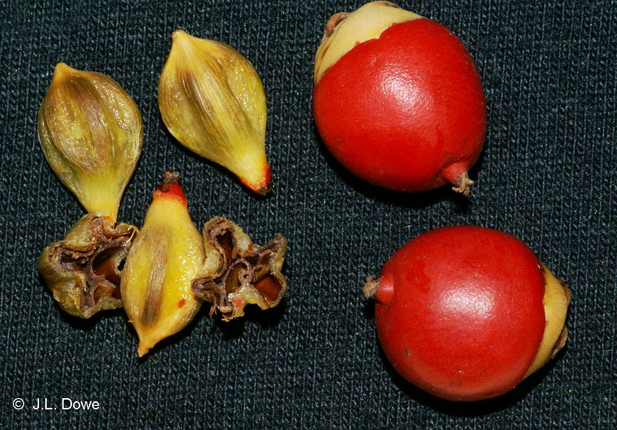 Seedling ID - DISCUSSING PALM TREES WORLDWIDE - PalmTalk