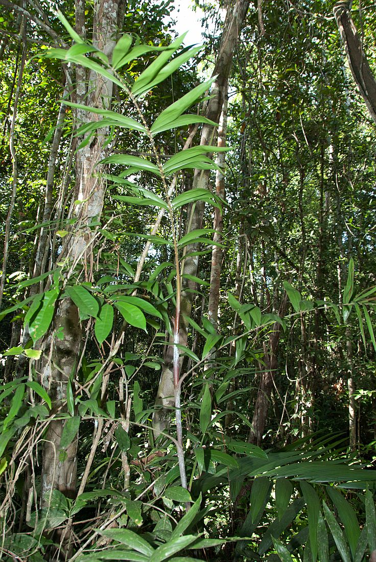 Calamus interruptus - Palmpedia - Palm Grower's Guide