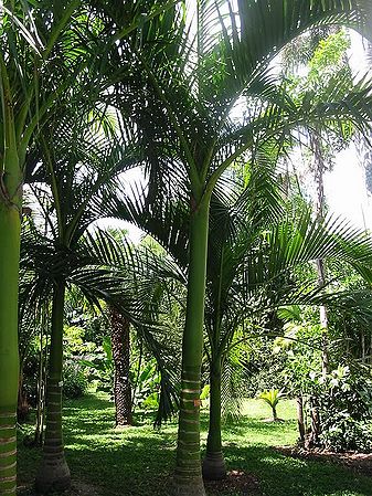 Carpoxylon macrospermum - Palmpedia - Palm Grower's Guide