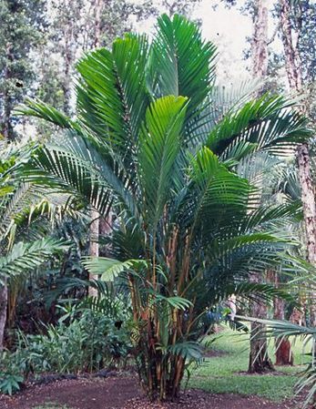 Pinanga coronata - Palmpedia - Palm Grower's Guide