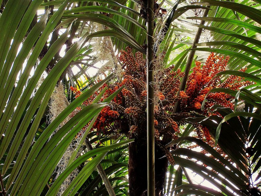 Arenga engleri - Palmpedia - Palm Grower's Guide