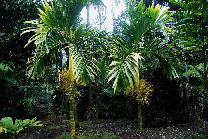 Areca catechu - Palmpedia - Palm Grower's Guide