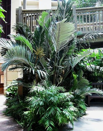 Arenga engleri - Palmpedia - Palm Grower's Guide